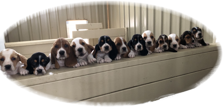 English Golden Retriever Breeder | Basset Hound Breeder