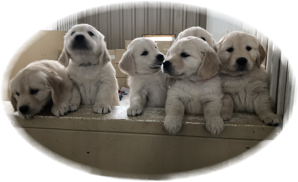 English Golden Retriever Breeder | Basset Hound Breeder