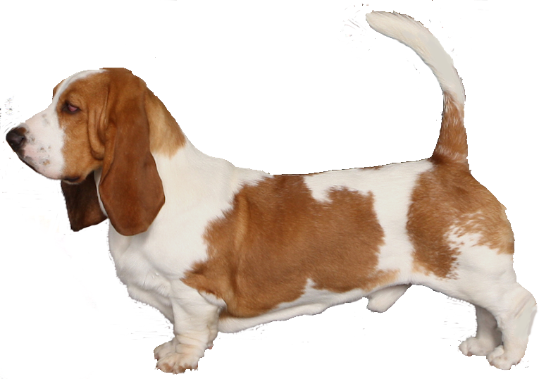 English Golden Retriever Breeder | Basset Hound Breeder